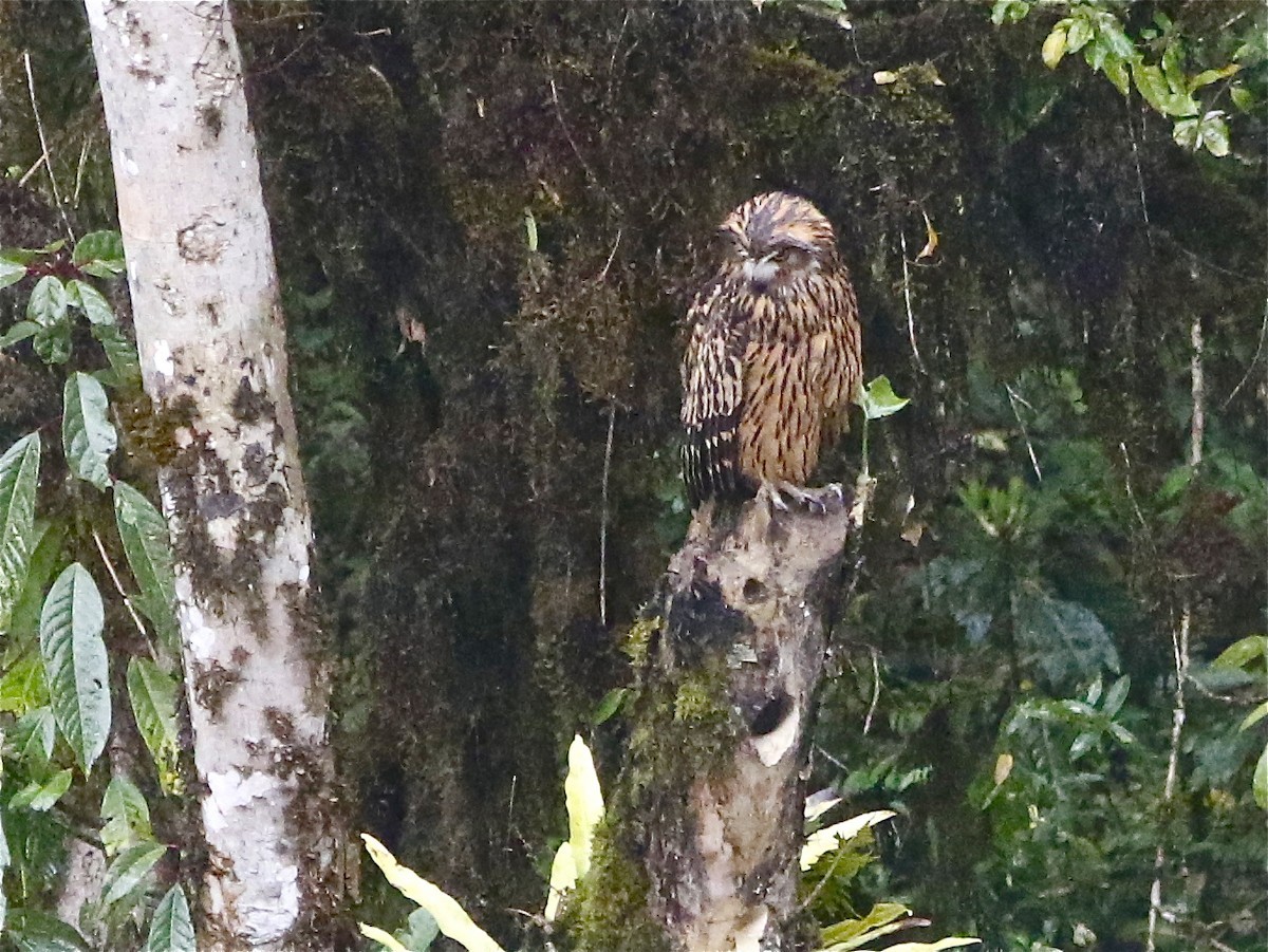 Búho pescador leonado (Ketupa flavipes) - Picture Bird