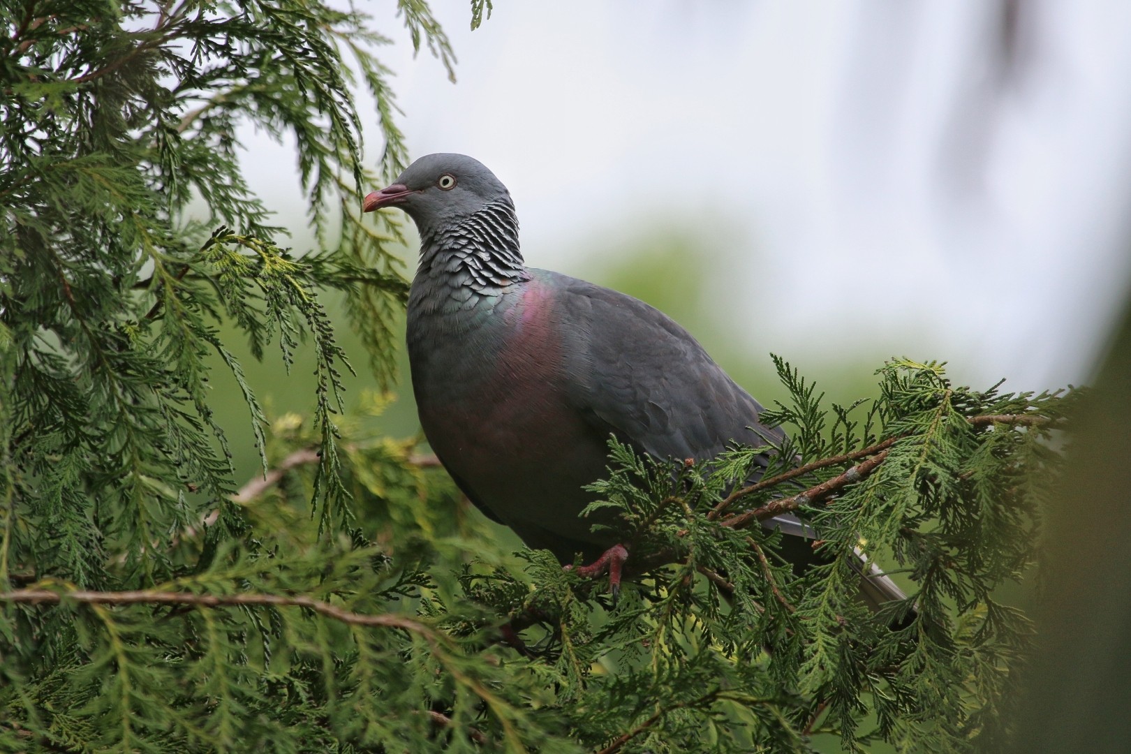 Pombo-da-madeira (Columba trocaz) - Picture Bird