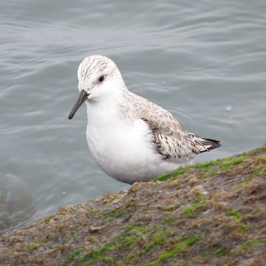 Pilrito-das-praias (Calidris alba) - Picture Bird