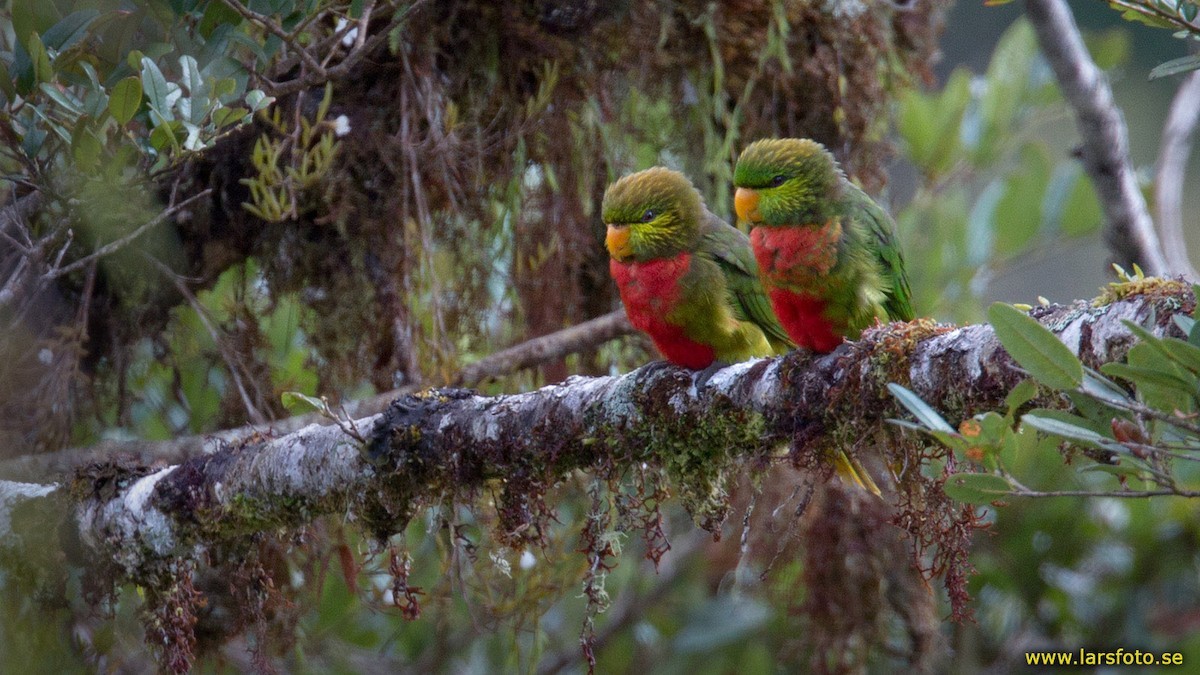 Neopsittacus (Neopsittacus) - Picture Bird