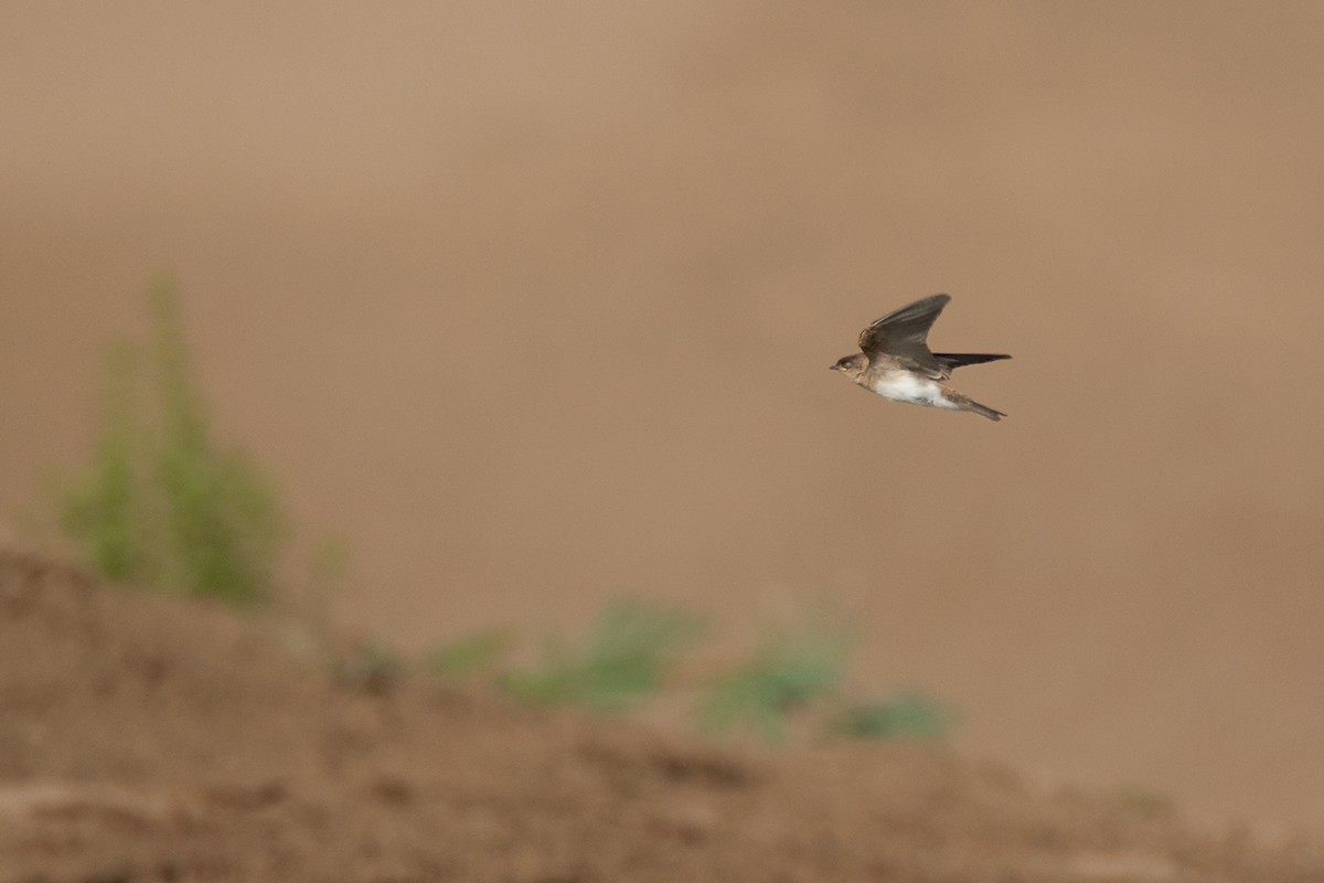 Riparia chinensis (Riparia chinensis) - Picture Bird