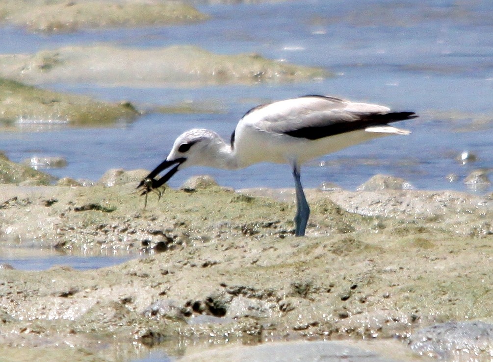 Dromas (Dromas ardeola) - Picture Bird