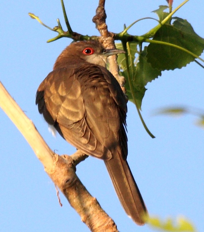 Cuclillos (Coccyzus) - Picture Bird