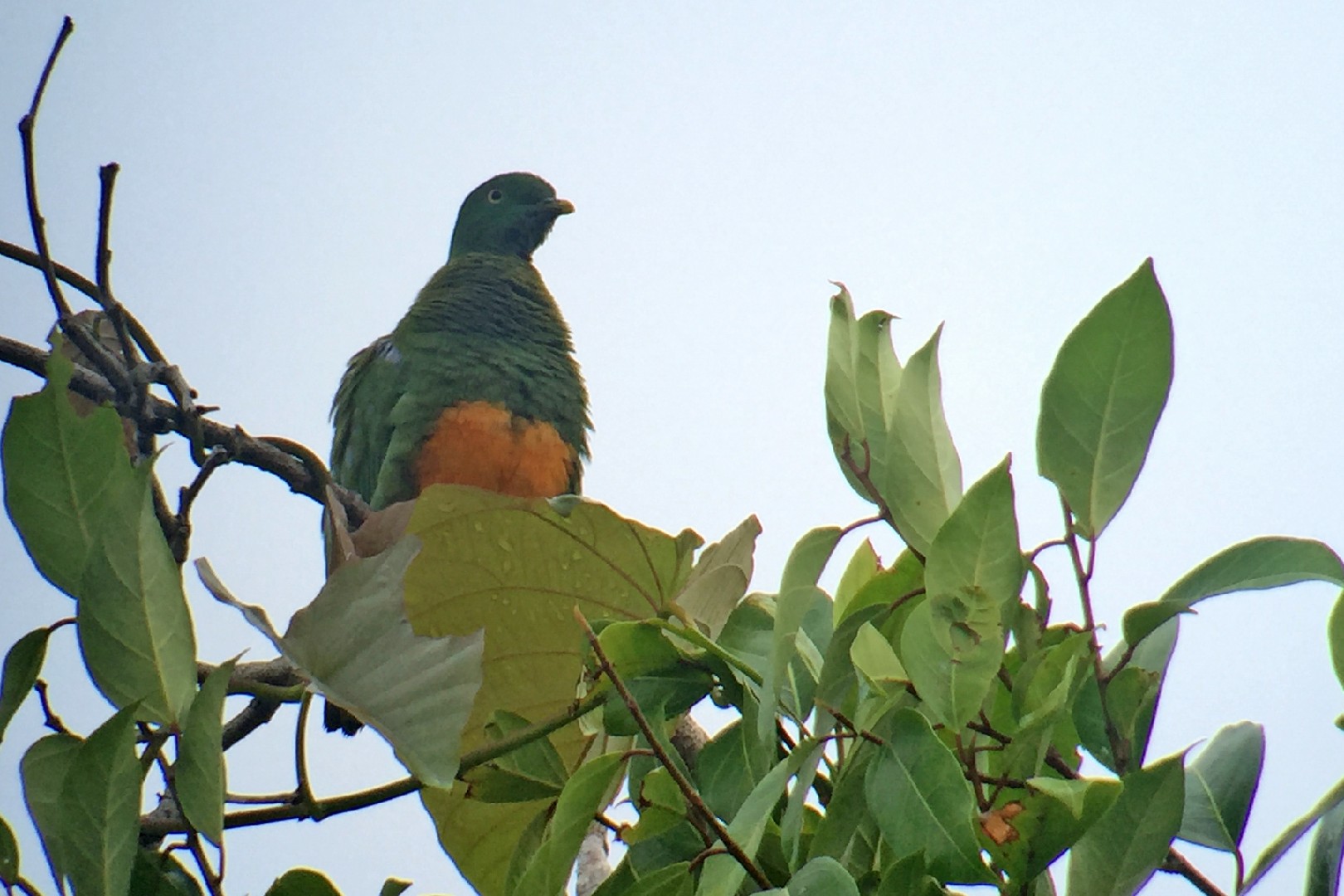 Ptilinopus (Ptilinopus) - Picture Bird