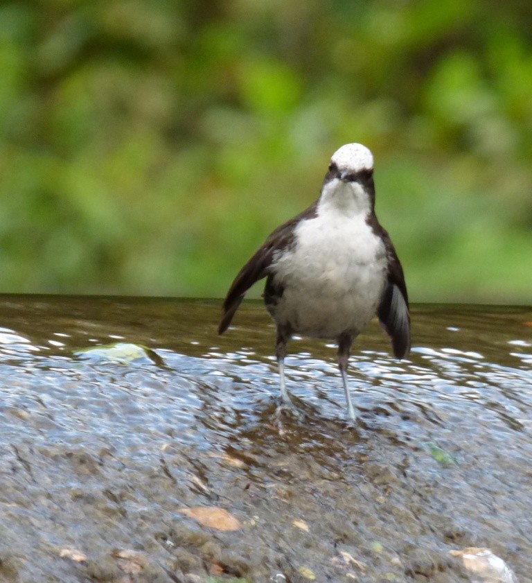 Mirlo acuático coroniblanco (Cinclus leucocephalus) - Picture Bird
