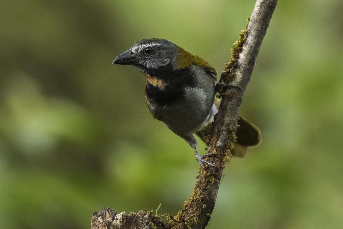 Pepitero gorjicanelo (Saltator maximus) - Picture Bird