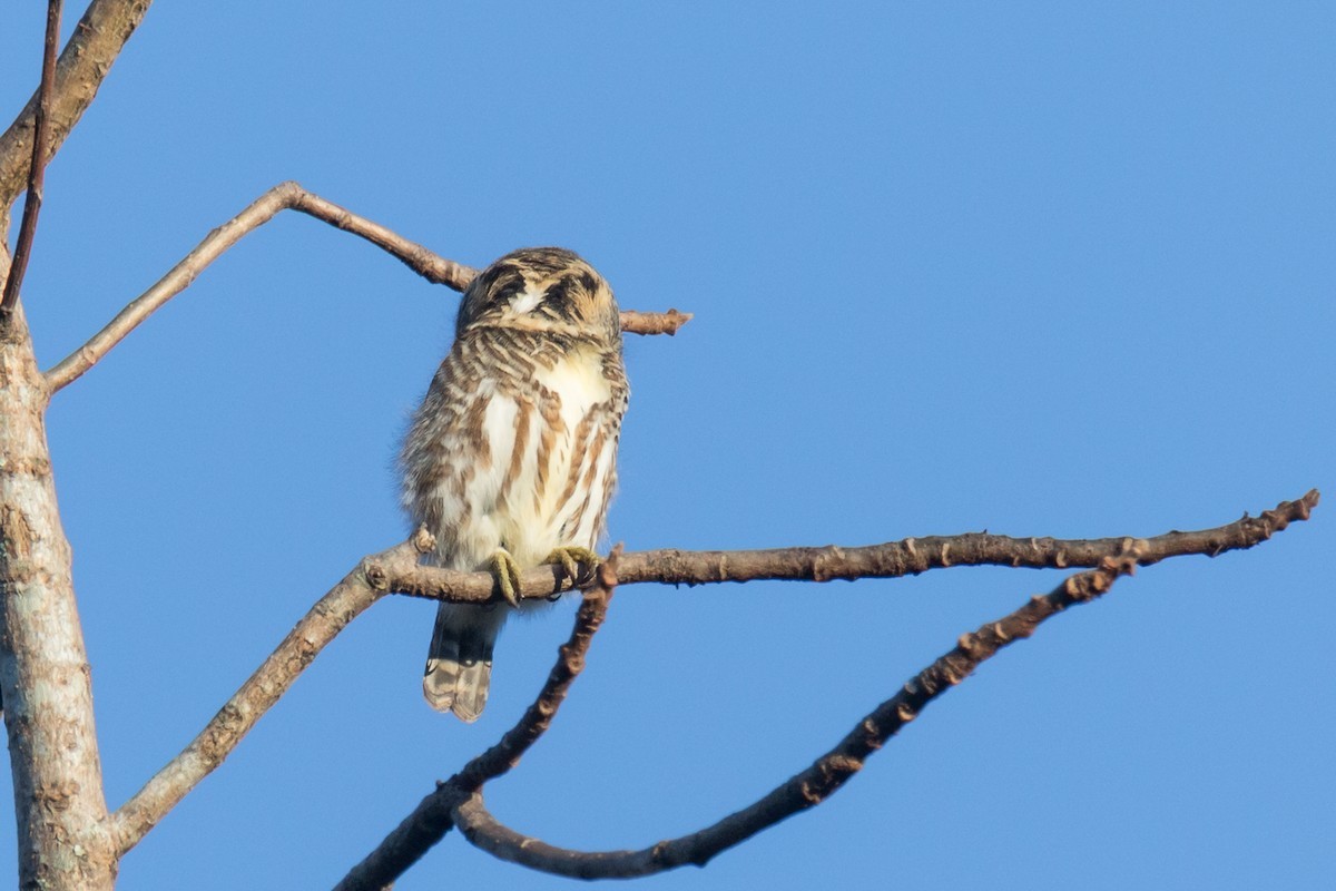 Glaucidium (Glaucidium) - Picture Bird