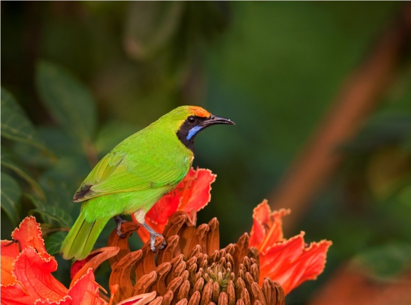 Chloropsis (Chloropsis) - Picture Bird
