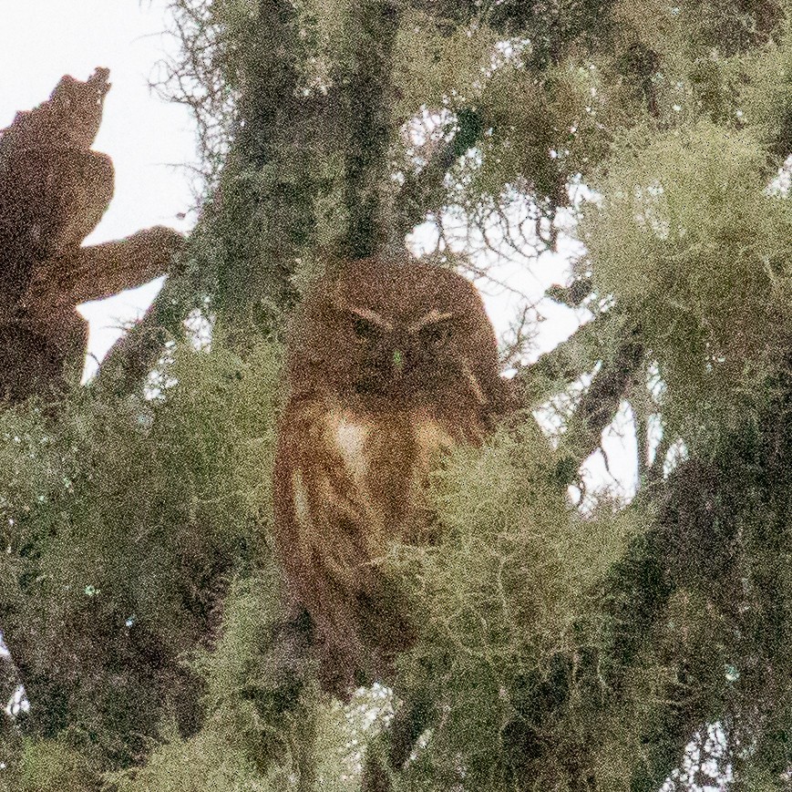 Mochuelo andino (Glaucidium jardinii) - Picture Bird