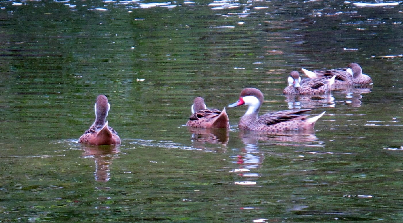 Eigentliche enten (Anas) - Picture Bird
