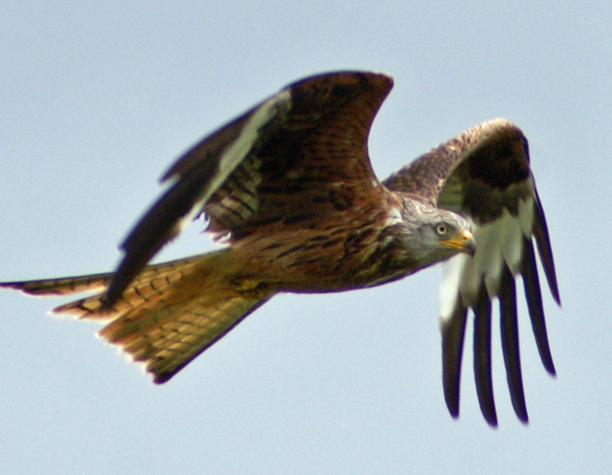 Milano real (Milvus milvus) - Picture Bird