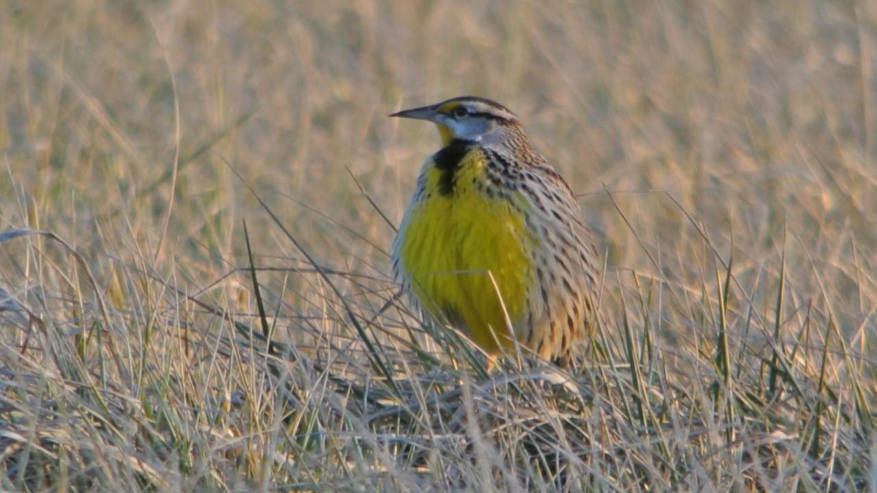 Pradero oriental (Sturnella magna) - Picture Bird
