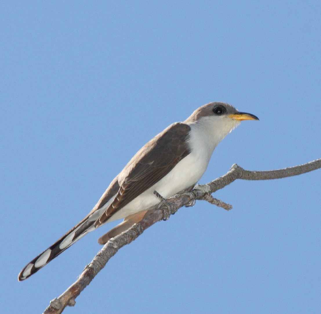 Cuclillo piquigualdo (Coccyzus americanus) - Picture Bird