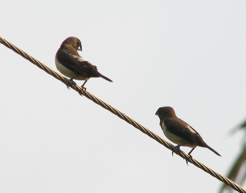 Capuchinos (Lonchura) - Picture Bird