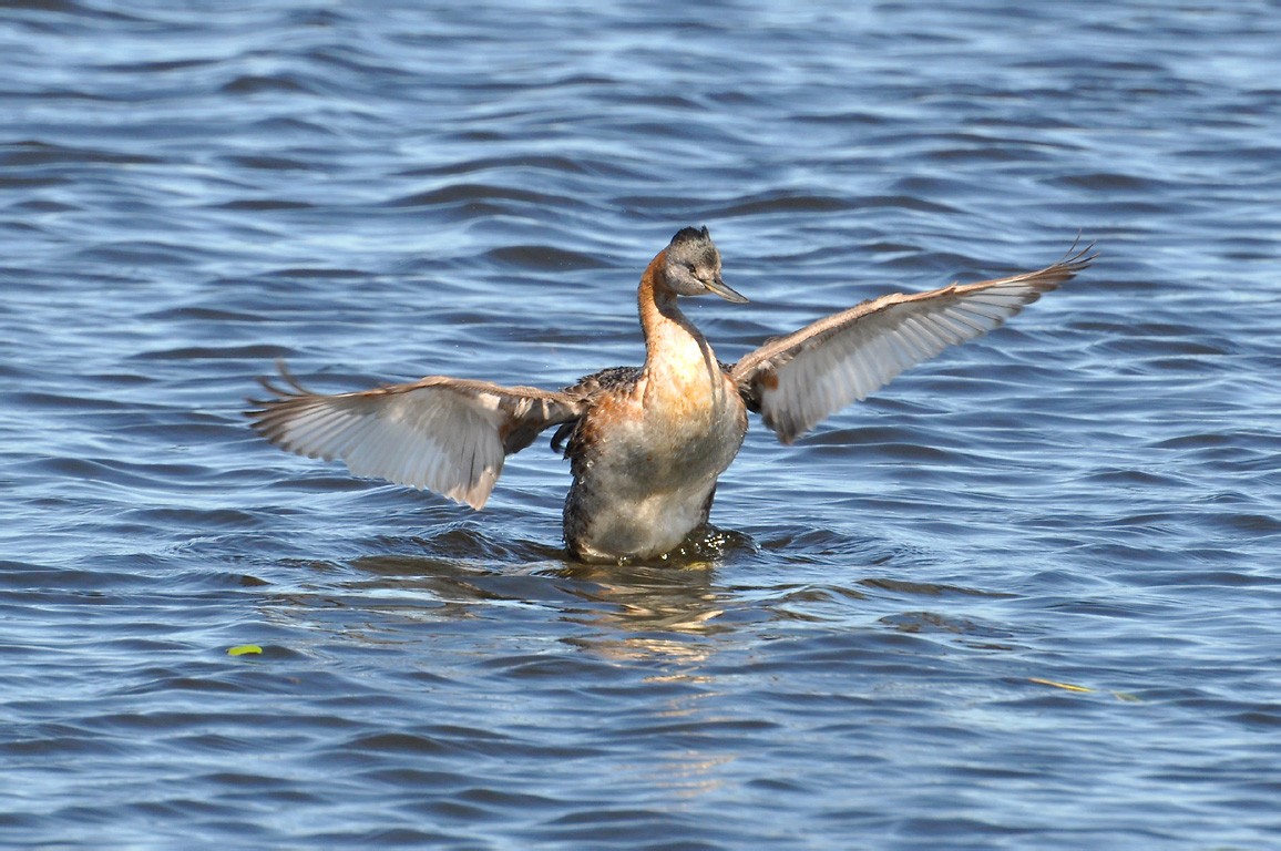 Somormujo macachón (Podiceps major) - Picture Bird