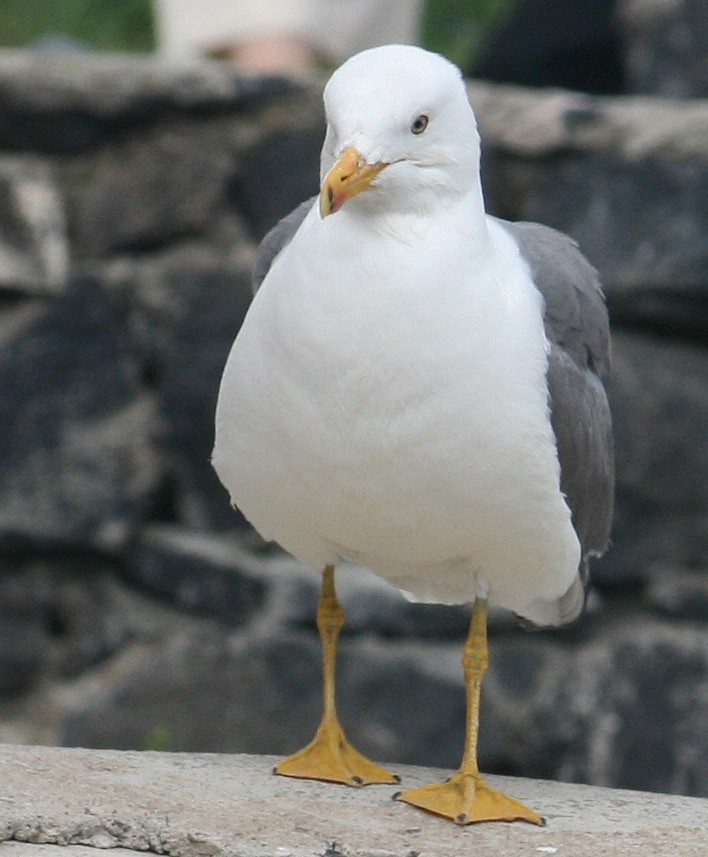 Gaviota armenia (Larus armenicus) - Picture Bird