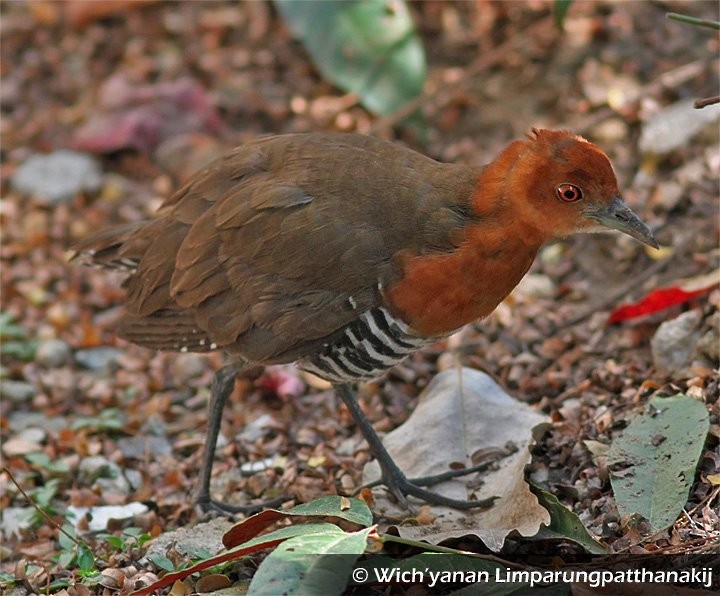 Rallina (Rallina) - Picture Bird