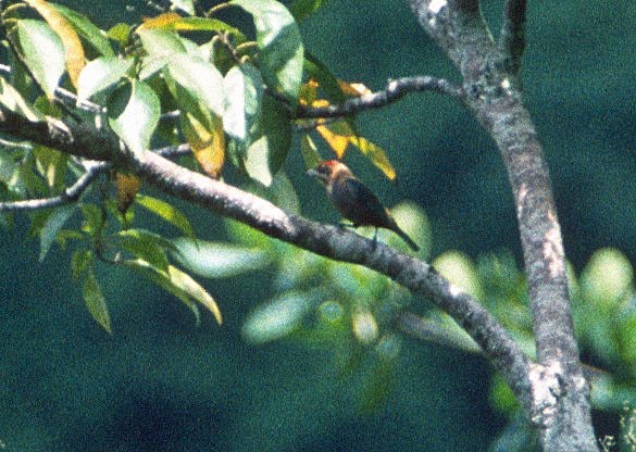Tangaras (Tangara) - Picture Bird