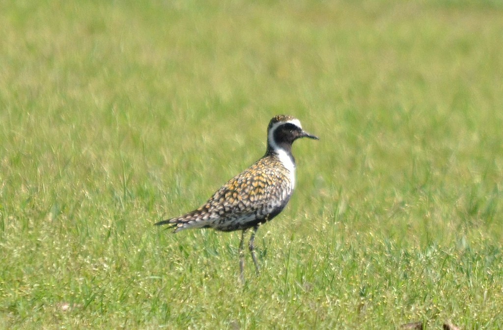 Chorlito dorado siberiano (Pluvialis fulva) - Picture Bird