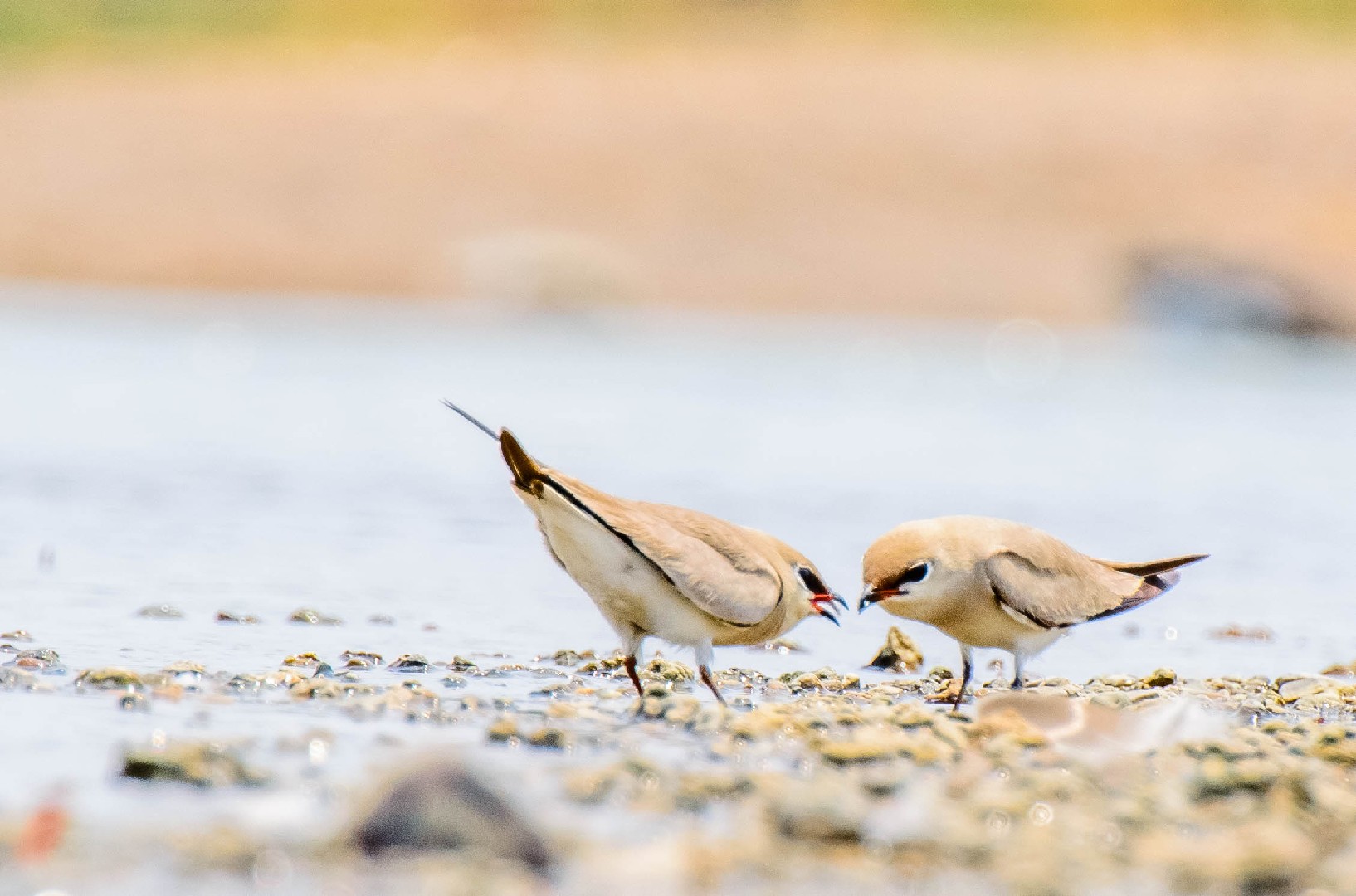 Glareola lactea (Glareola lactea) - Picture Bird