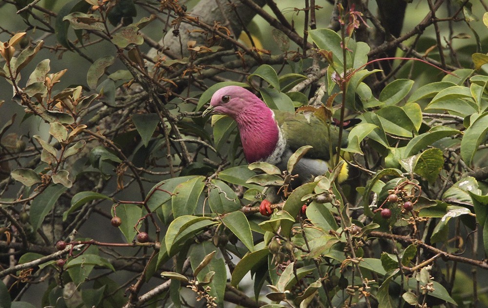 Ptilinopus (Ptilinopus) - Picture Bird