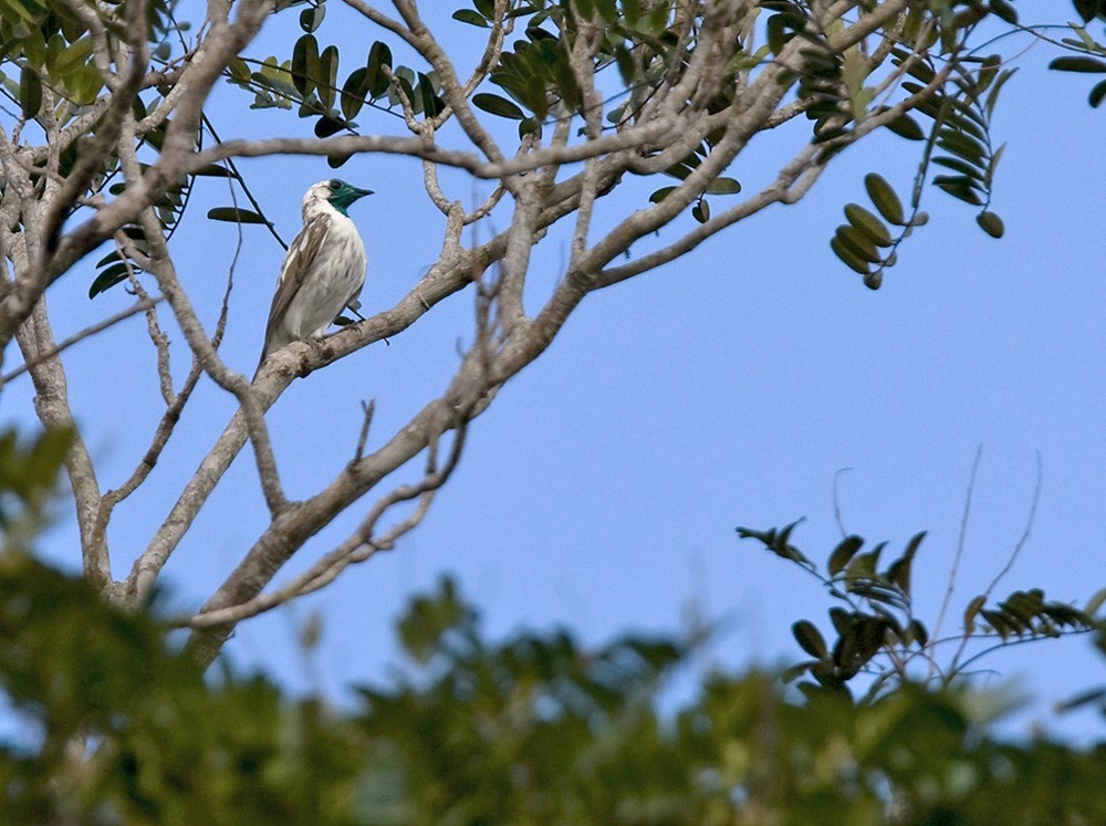Campanero meridional (Procnias nudicollis) - Picture Bird