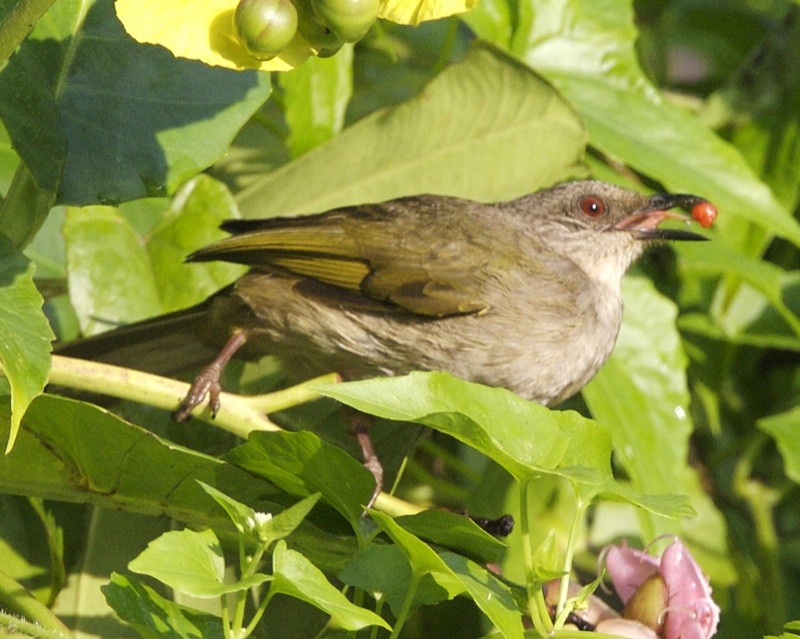 Pycnonotus (Pycnonotus) - Picture Bird