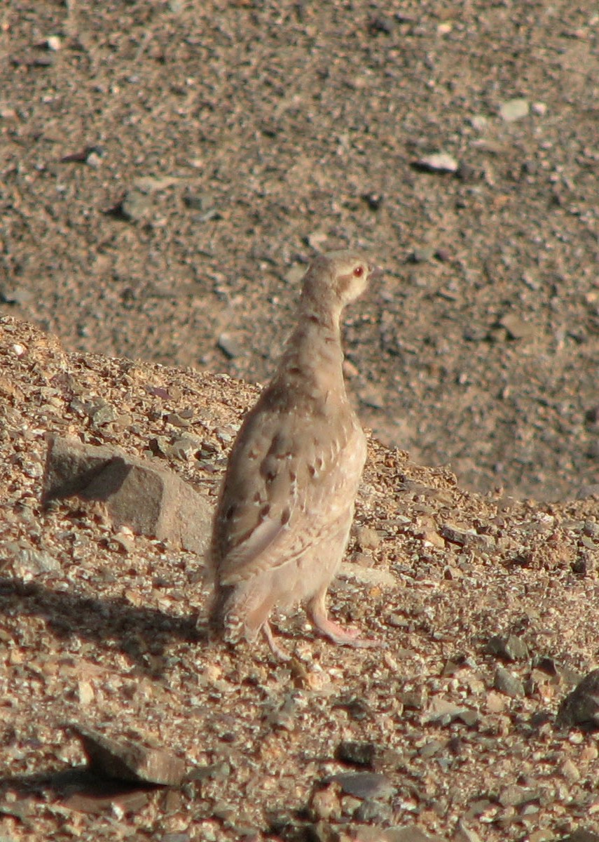 Alectoris (Alectoris) - Picture Bird