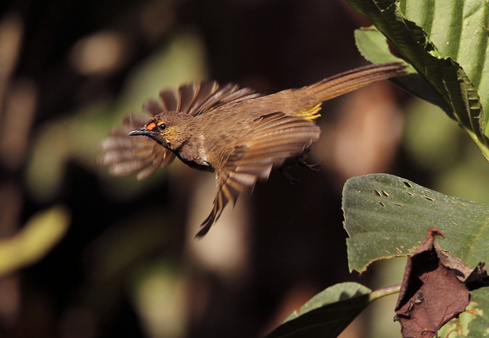 Pycnonotus (Pycnonotus) - Picture Bird