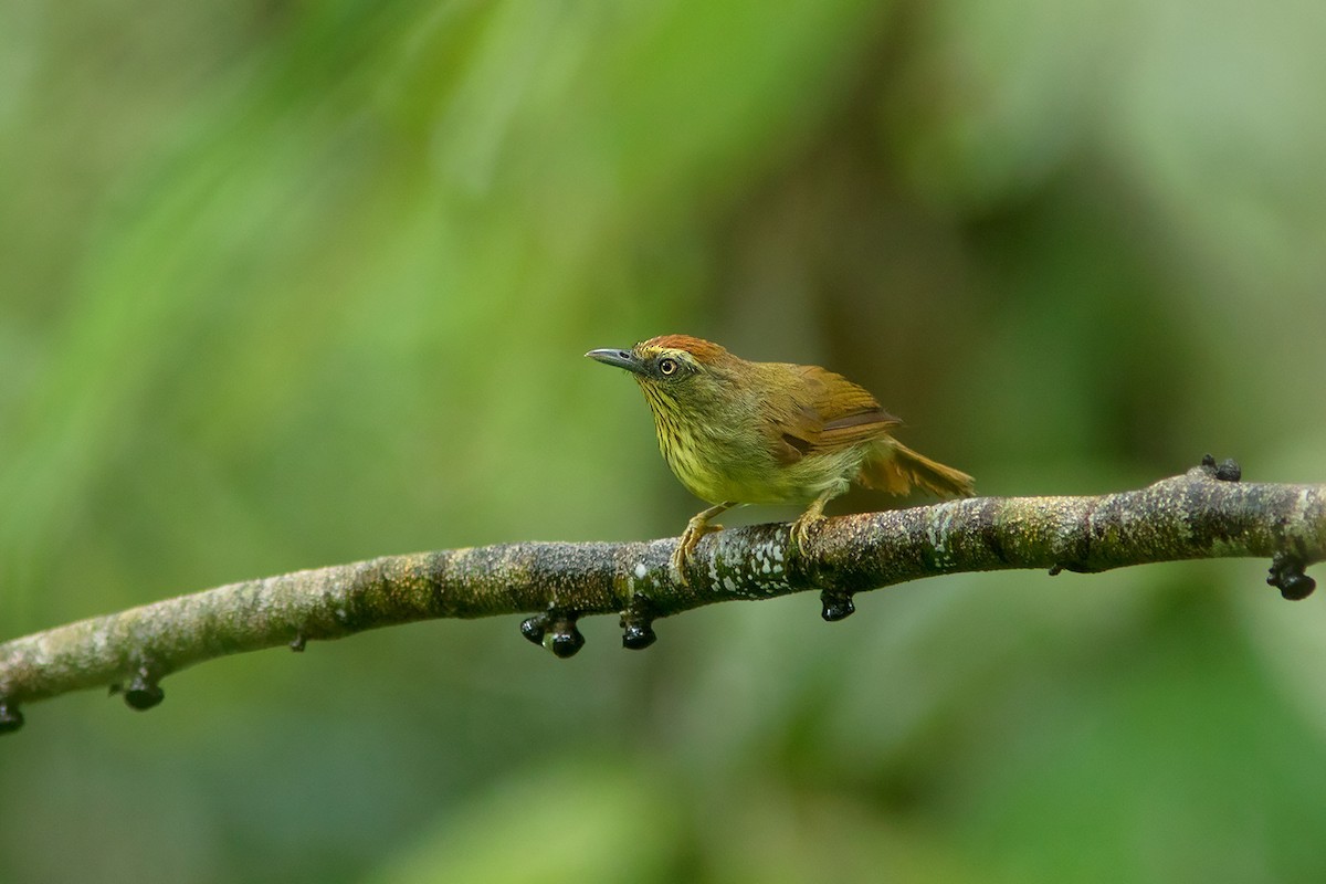 Macronus (Macronus) - Picture Bird