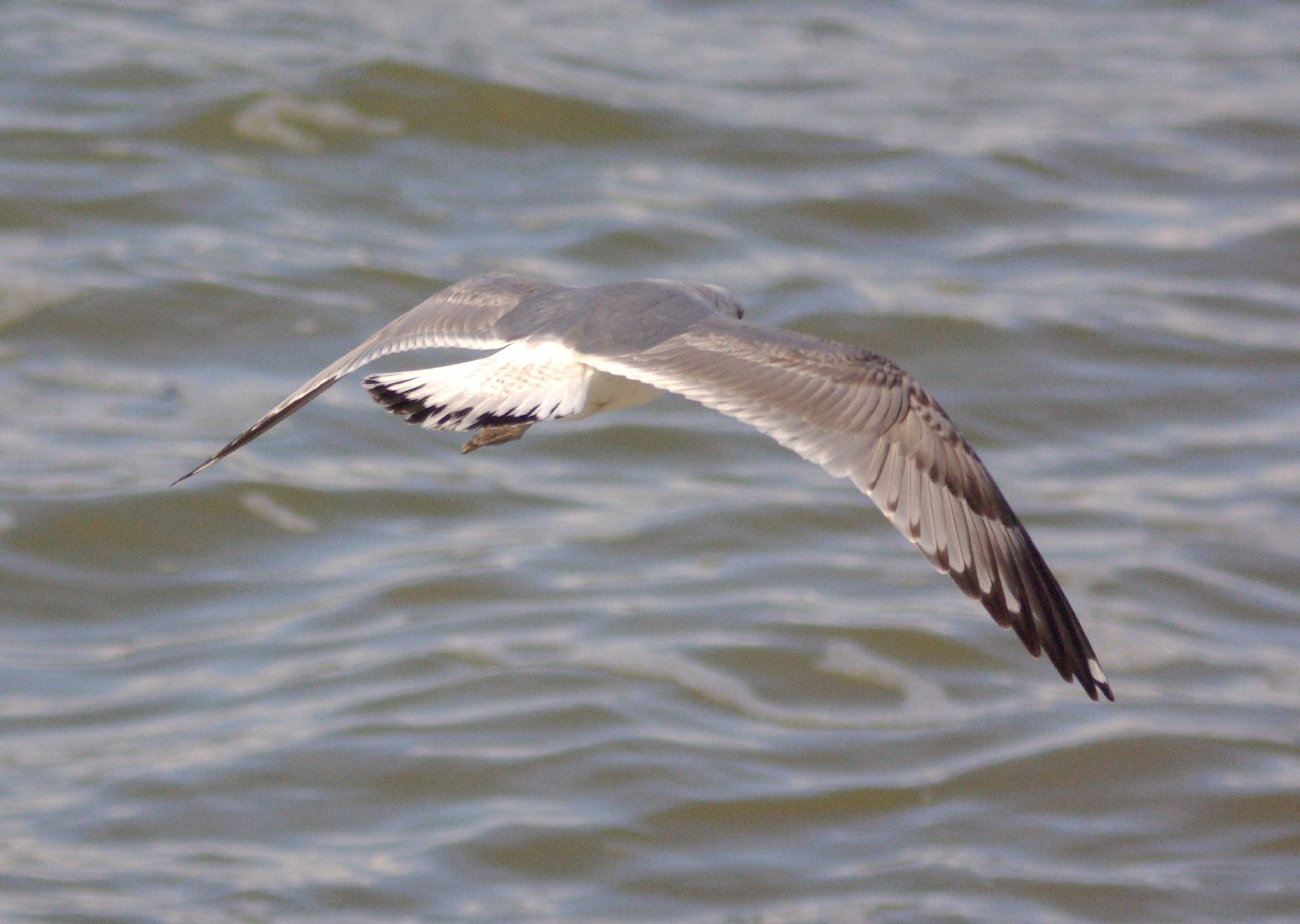 Gaviotas (Larus) - Picture Bird