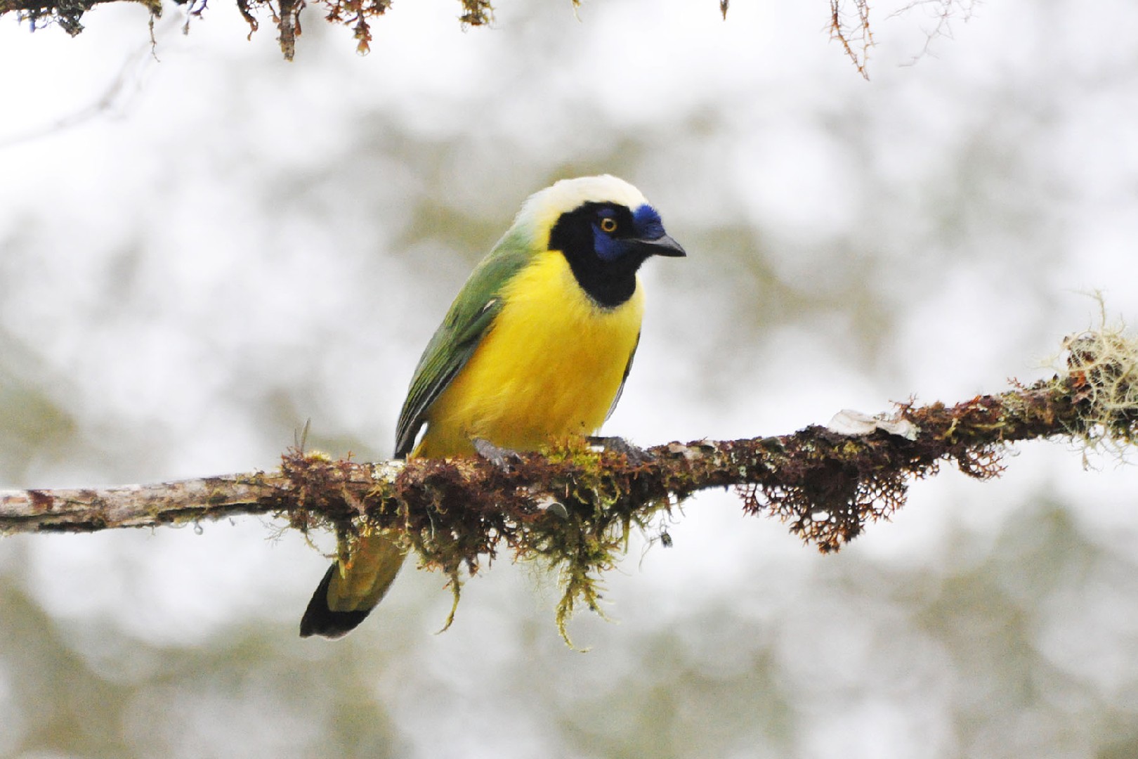 Inca jay (Cyanocorax yncas) - Picture Bird
