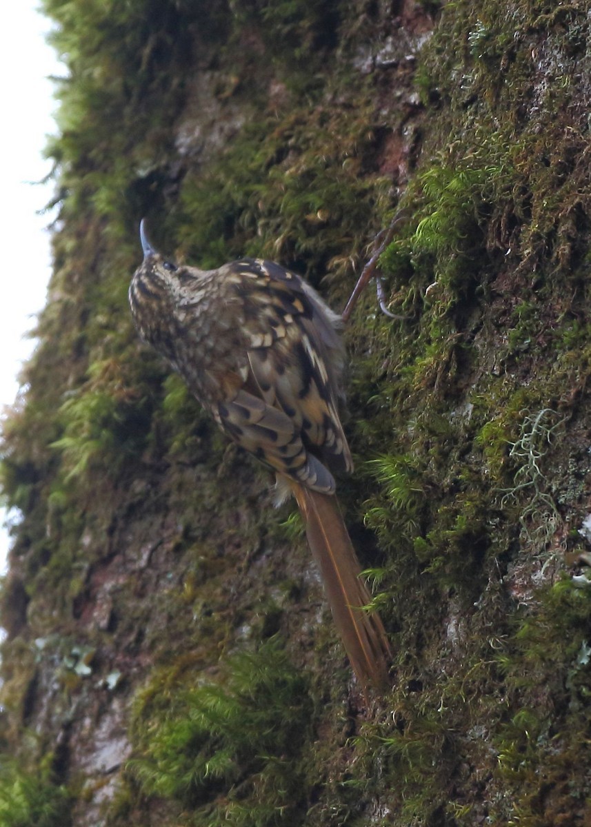 Sikkim treecreeper (Certhia discolor) - Picture Bird