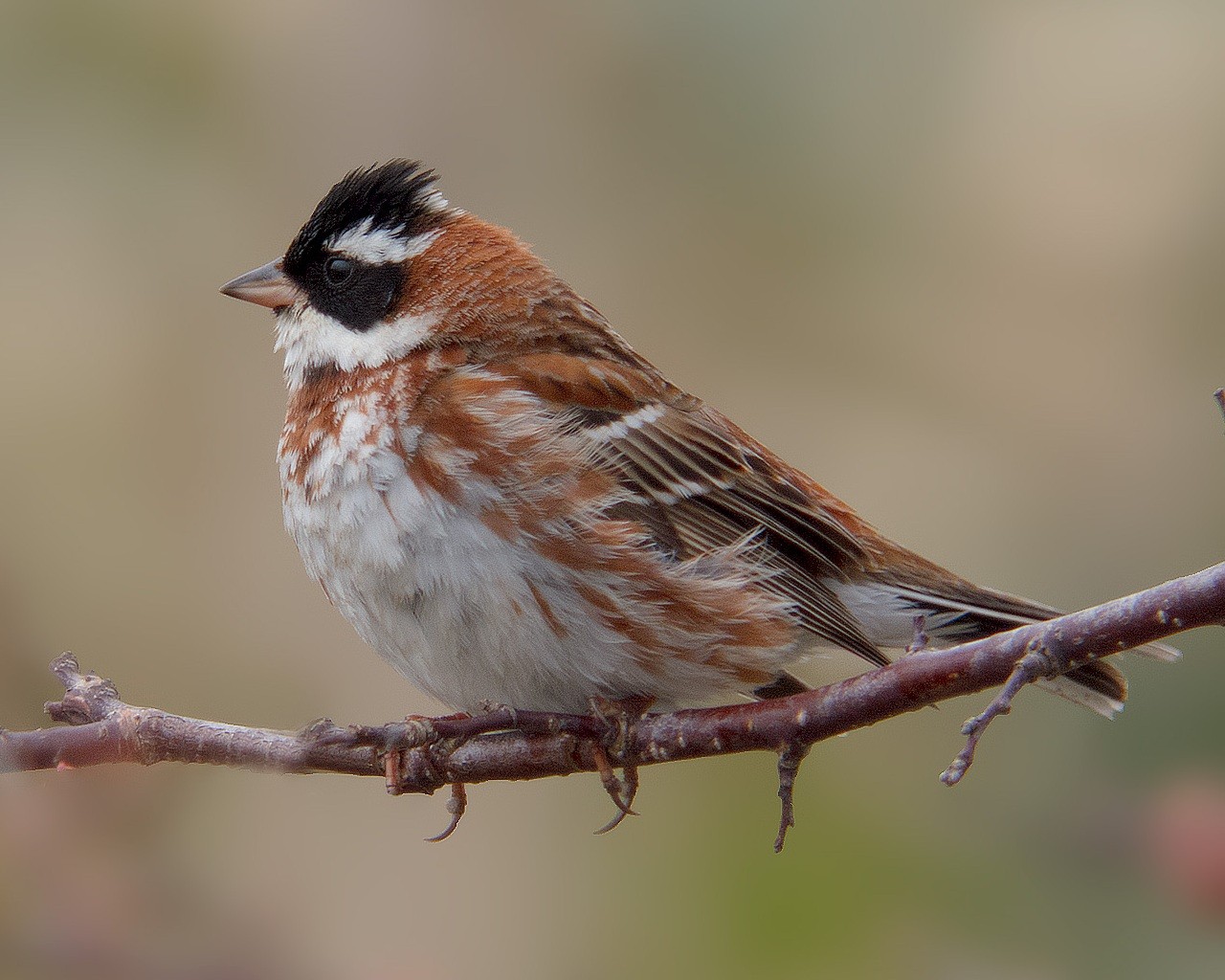 Escribanos (Emberiza) - Picture Bird