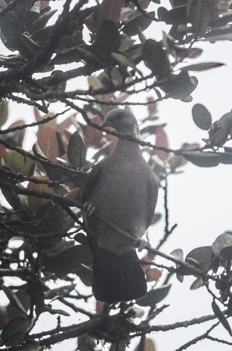 Palomas típicas (Columba) - Picture Bird