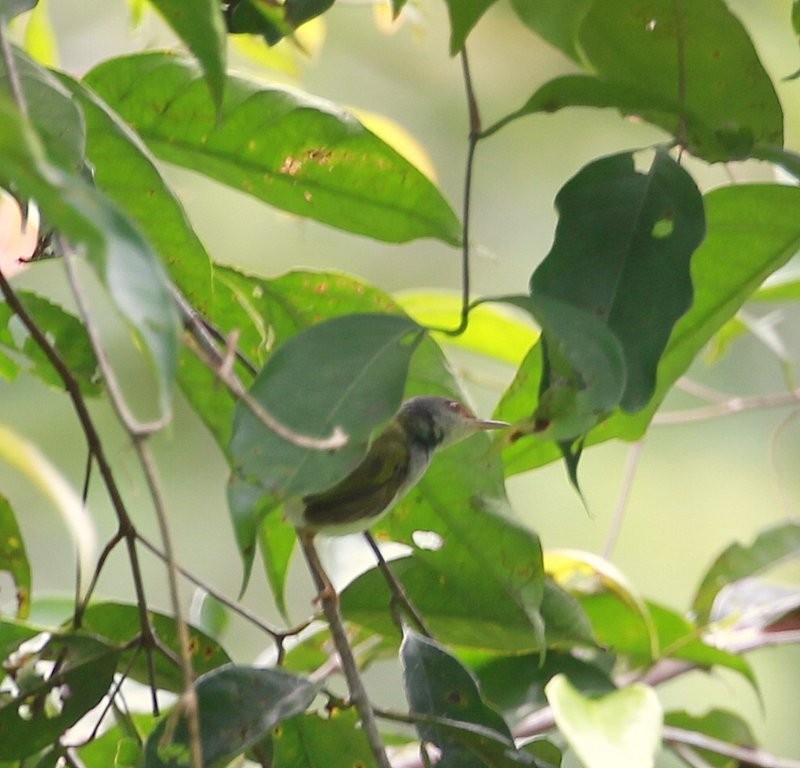Sastrecillo frentirrufo (Orthotomus frontalis) - Picture Bird