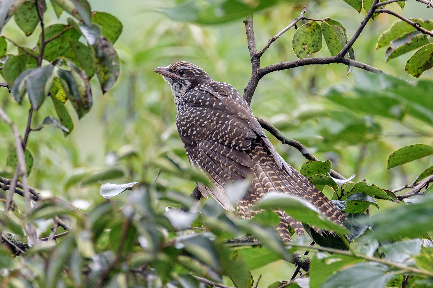 Asian koel (Eudynamys scolopaceus) - Picture Bird