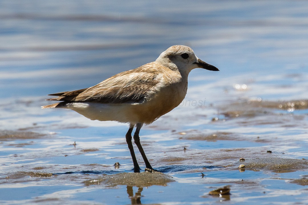 Chorlito maorí de isla sur (Charadrius obscurus) - Picture Bird