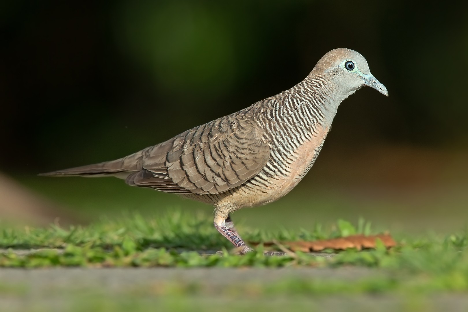 Zebra dove (Geopelia striata) - Picture Bird
