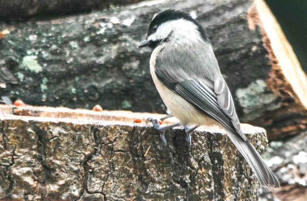 Cincia della carolina (Poecile carolinensis) - Picture Bird