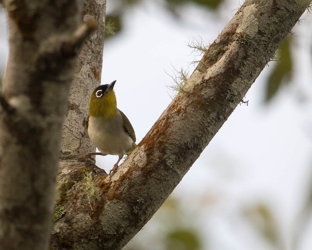 Black-crowned white-eye (Zosterops atrifrons) - Picture Bird
