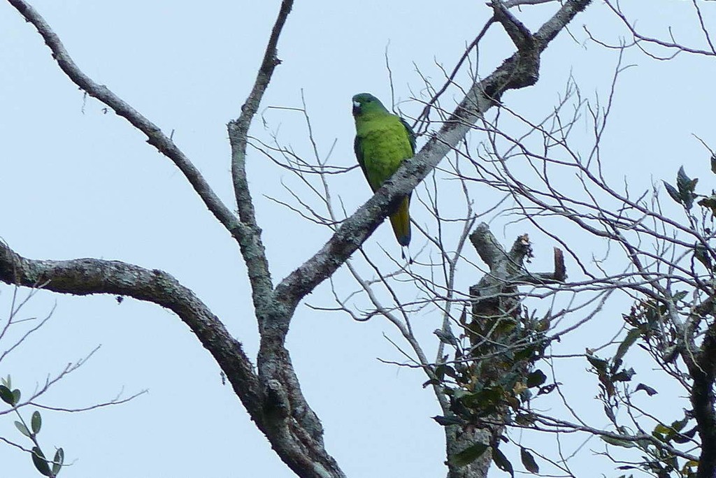Lorito momoto de buru (Prioniturus mada) - Picture Bird