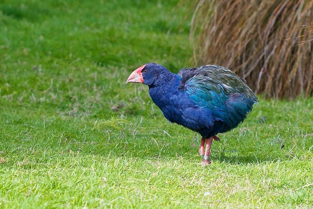 Calamón takahe de la Isla Sur (Porphyrio hochstetteri) - Picture Bird