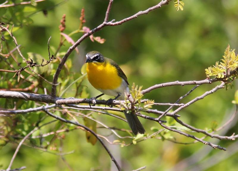 Chipe grande (Icteria) - Picture Bird