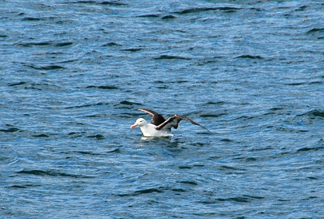 Albatros ojeroso (Thalassarche melanophris) - Picture Bird