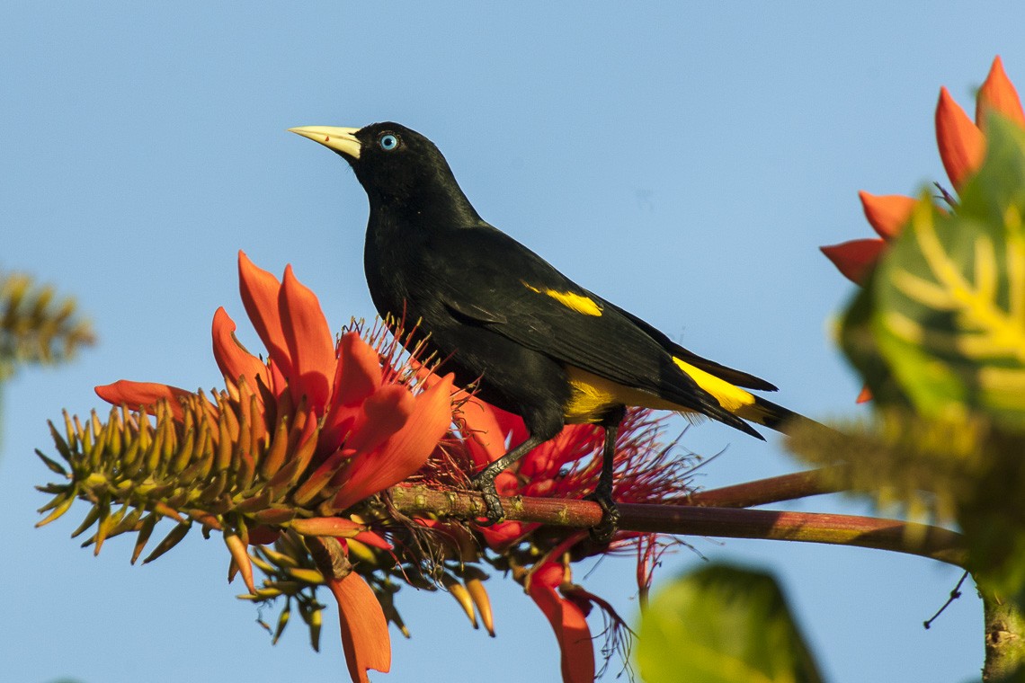 Caciques (Cacicus) - Picture Bird
