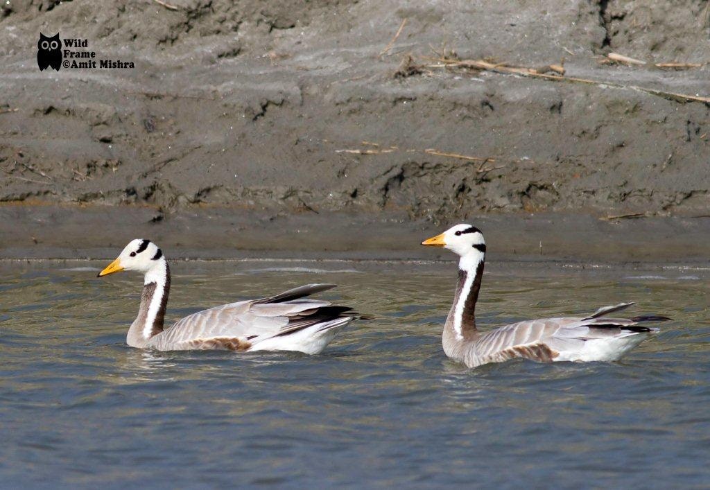 줄기러기 (Anser indicus) - Picture Bird