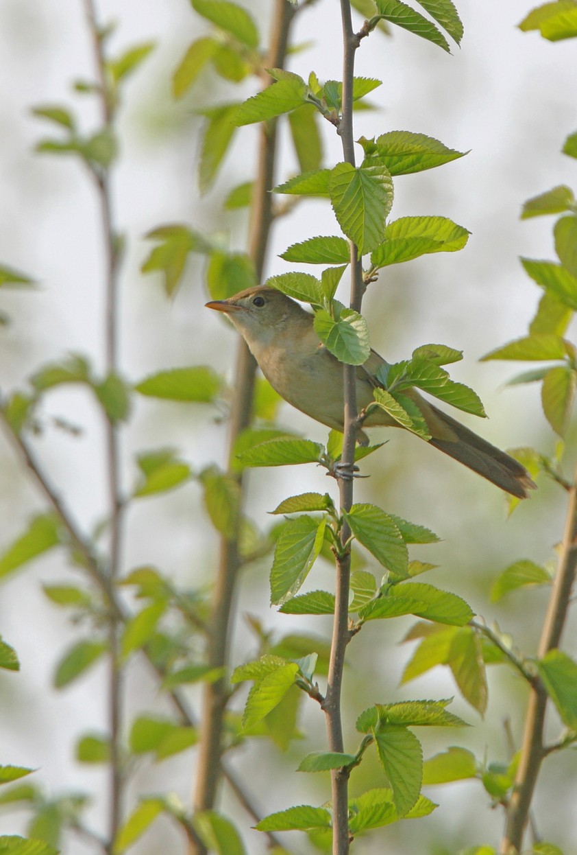 Iduna (Iduna) - Picture Bird