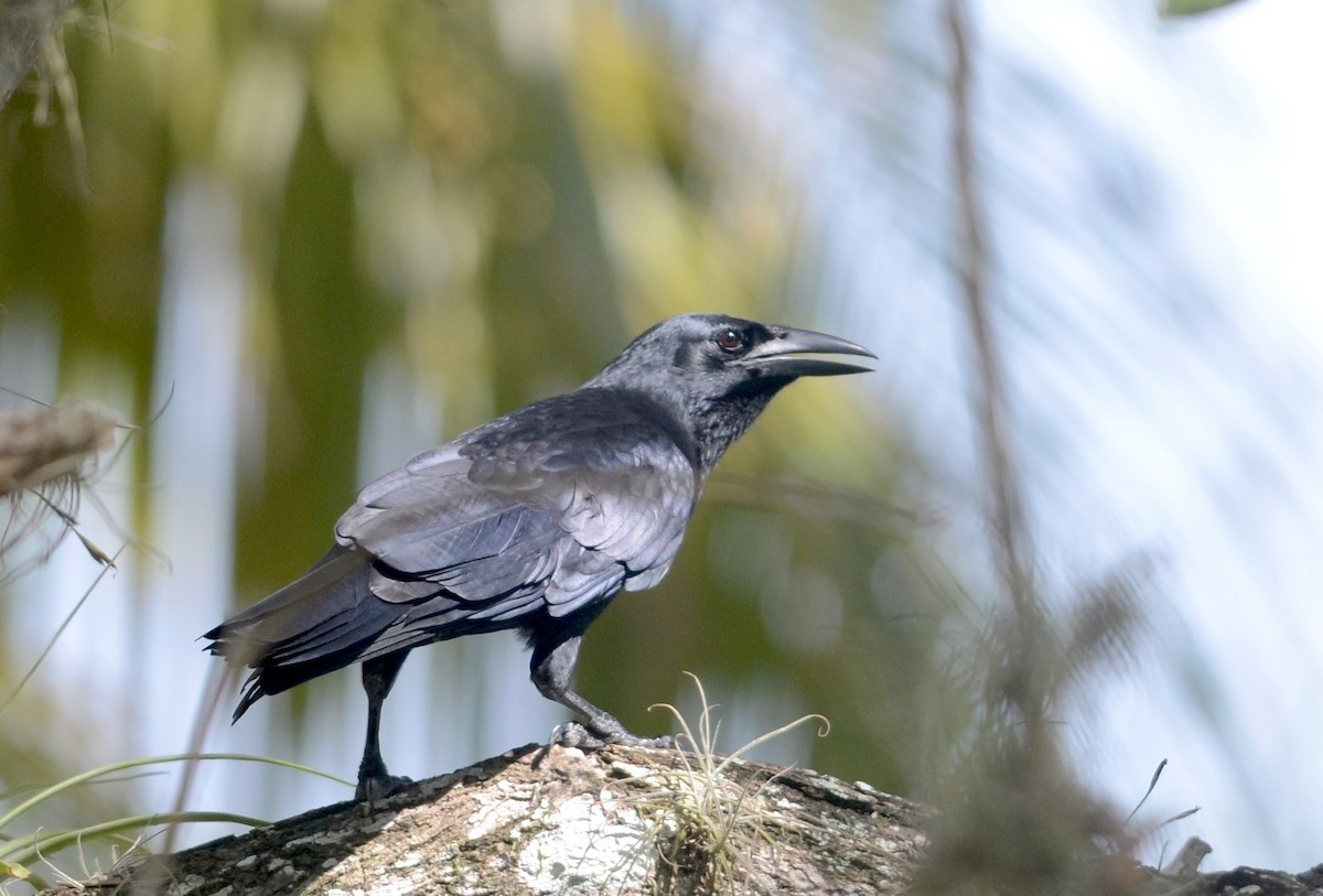 Raben und krähen (Corvus) - Picture Bird