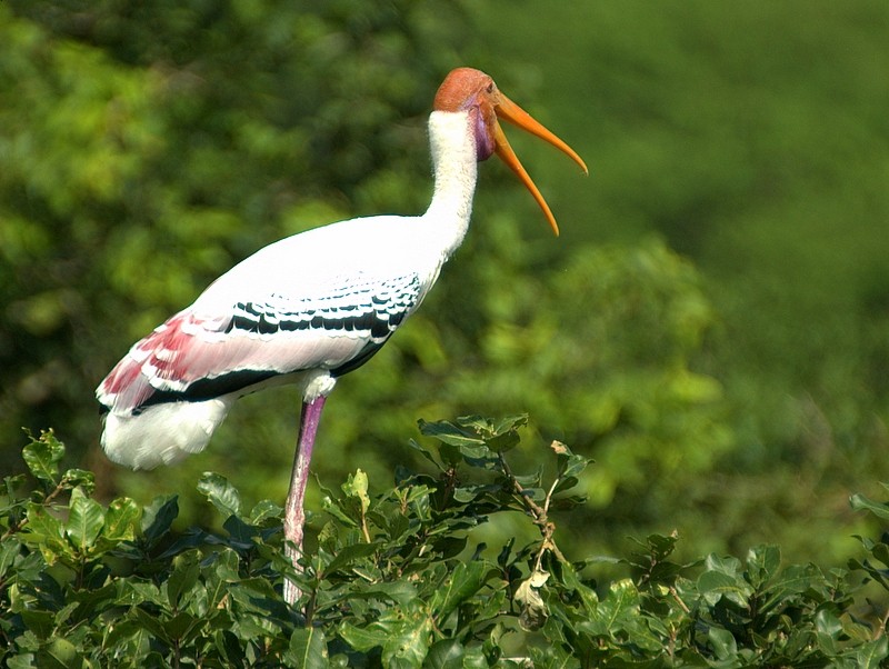 Tántalo indio (Mycteria leucocephala) - Picture Bird